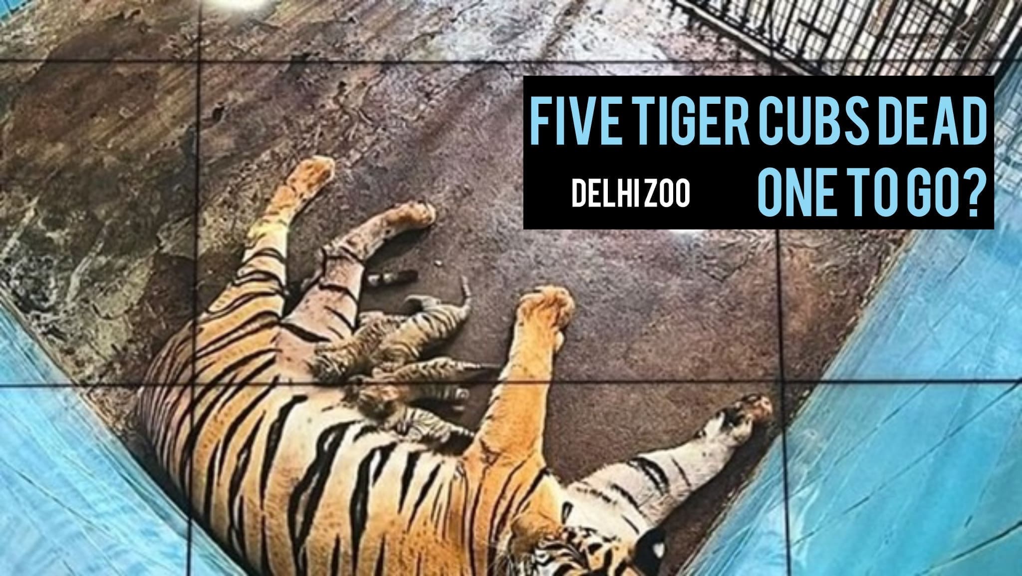 Delhi Zoo Tiger Cub Deaths: Five Out of Six Cubs Lost in August